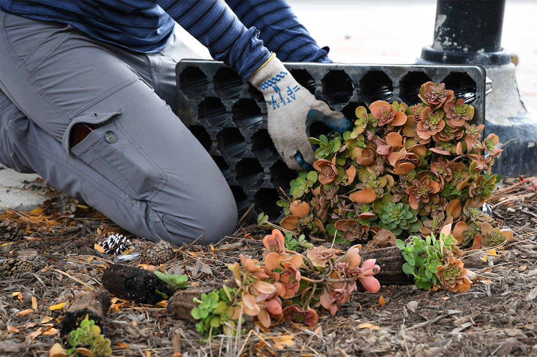 University of Michigan Sustainable Grounds - University of Michigan ...